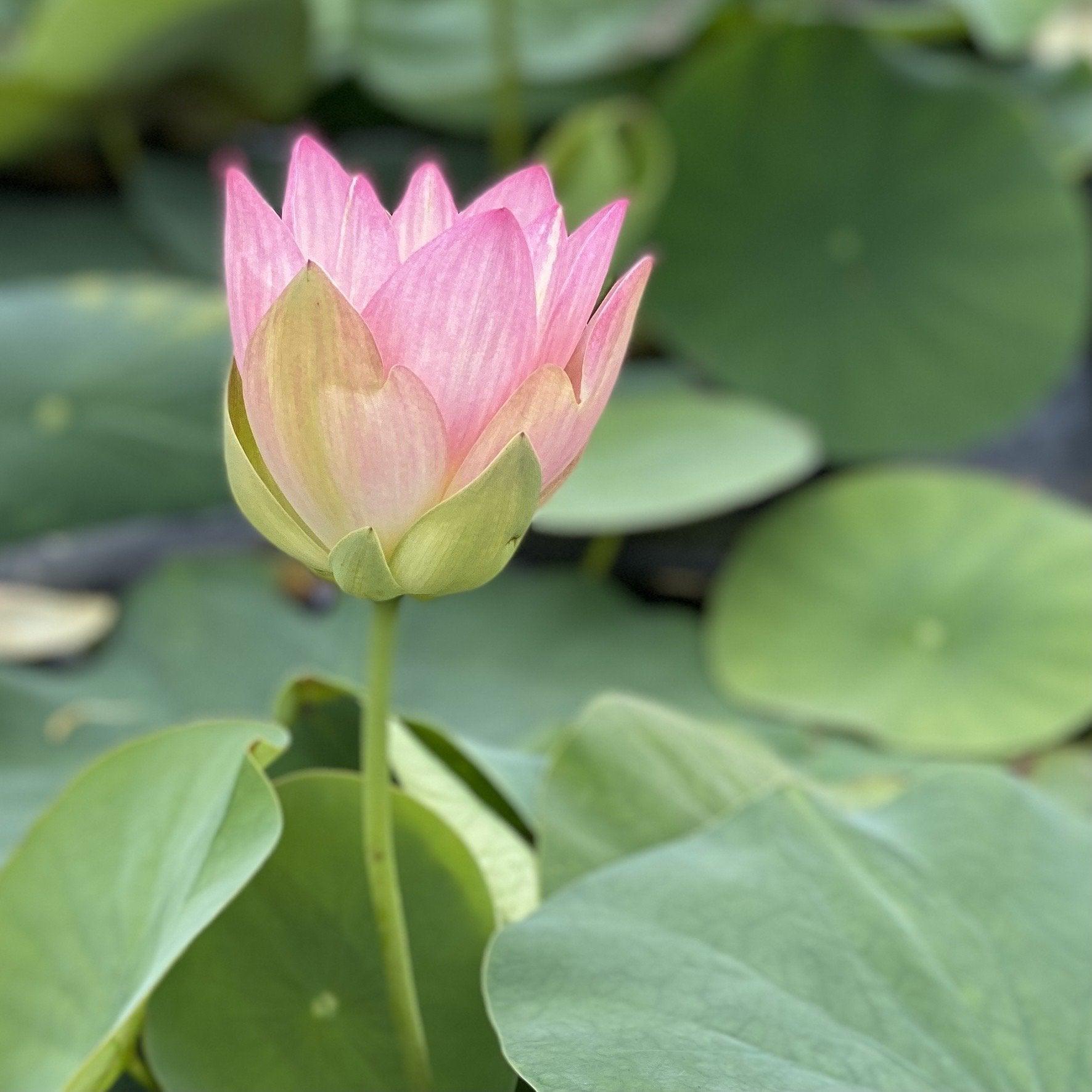 Glowing Clouds in Evening Lotus (Bare Root)