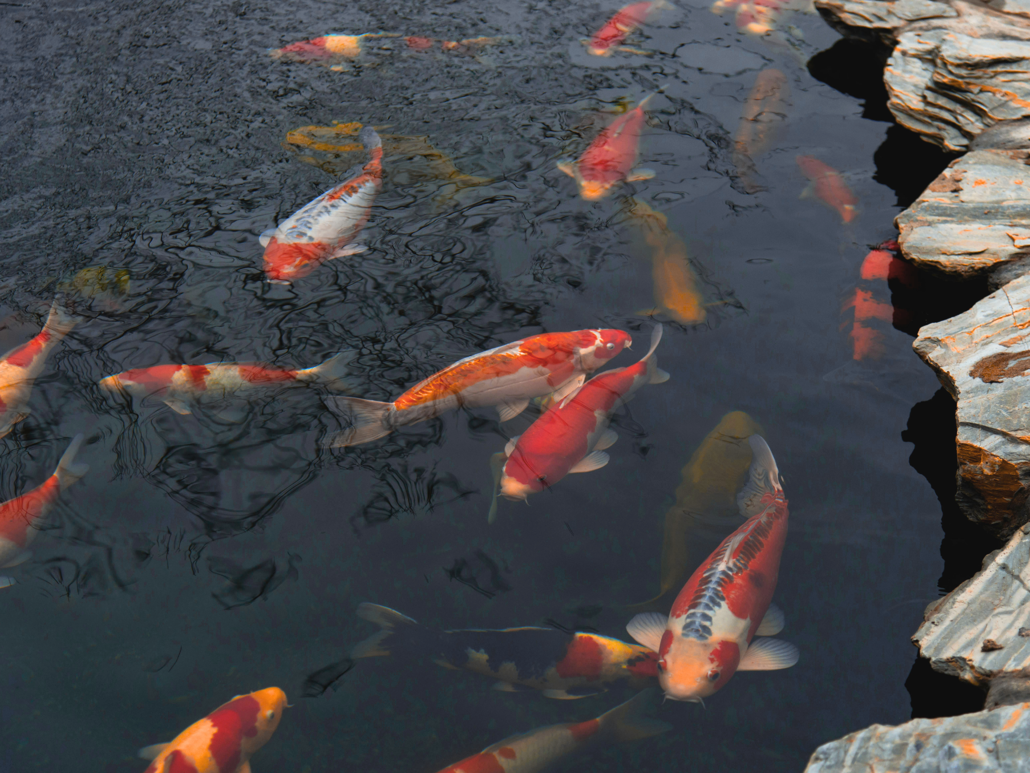 10 Essential Pond Equipment Pieces for Healthy Koi Ponds: A Must-Have