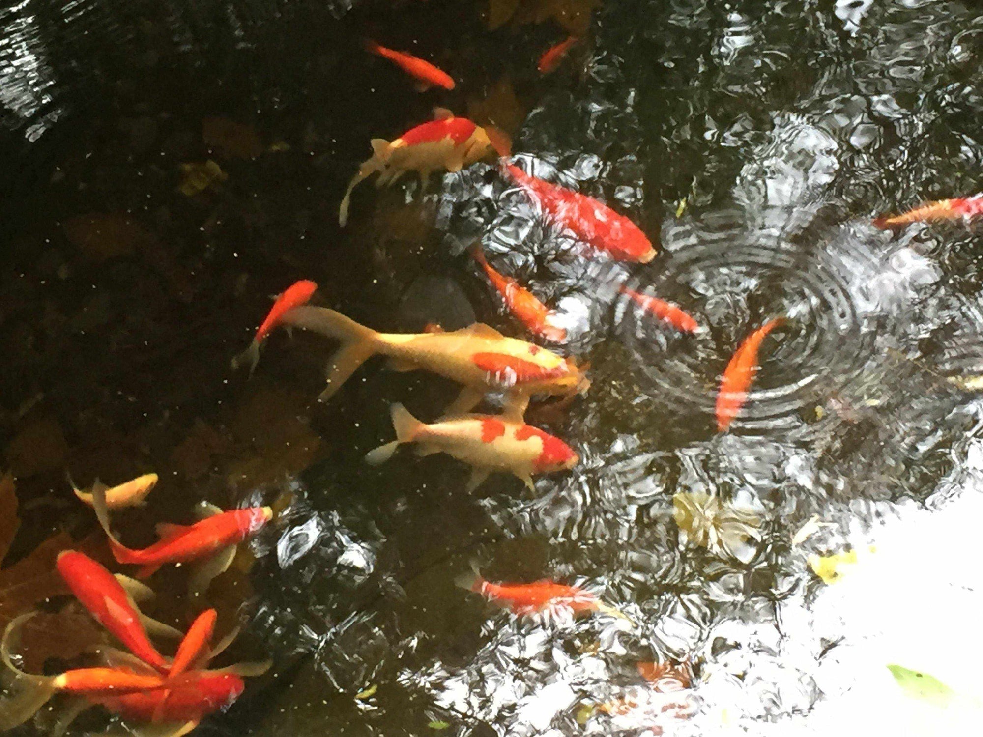 Pond Flora and Fauna – Koi and Goldfish Basics