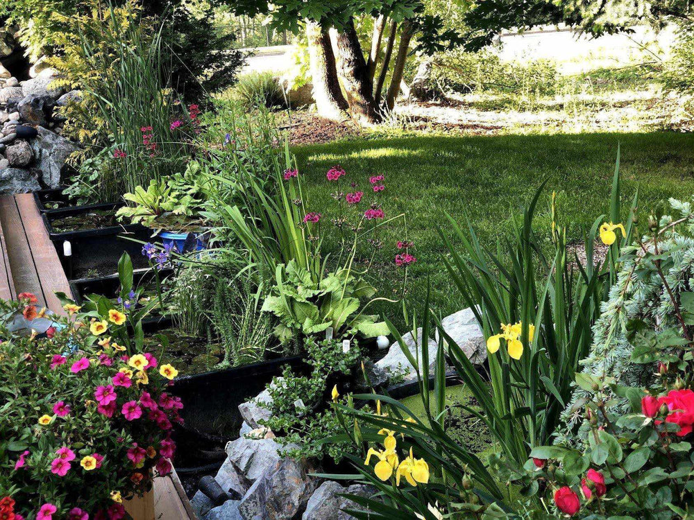 Play It Koi - Bare Root Plants Planting Instructions