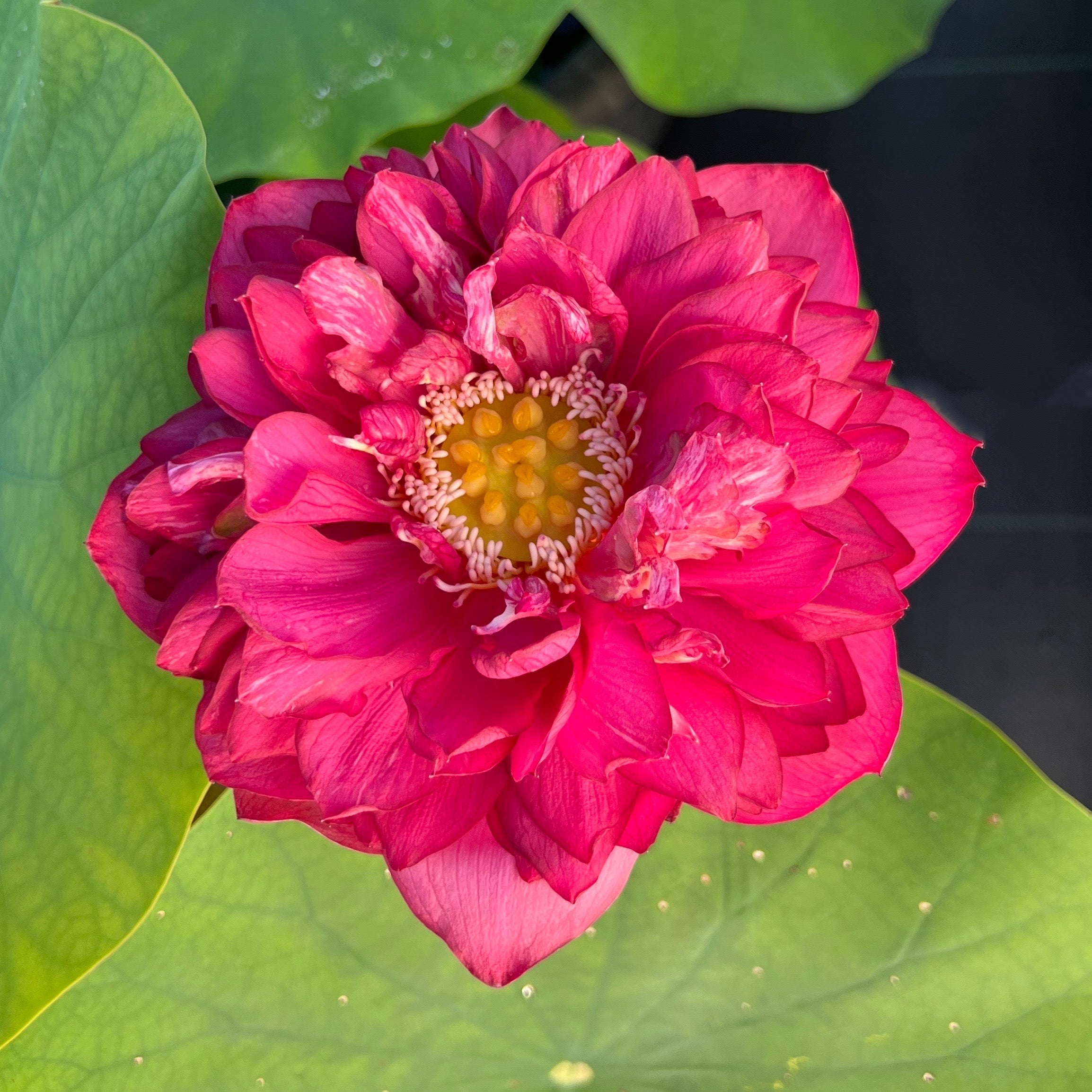 Red Flag Dark Red Lotus (Bare Root)