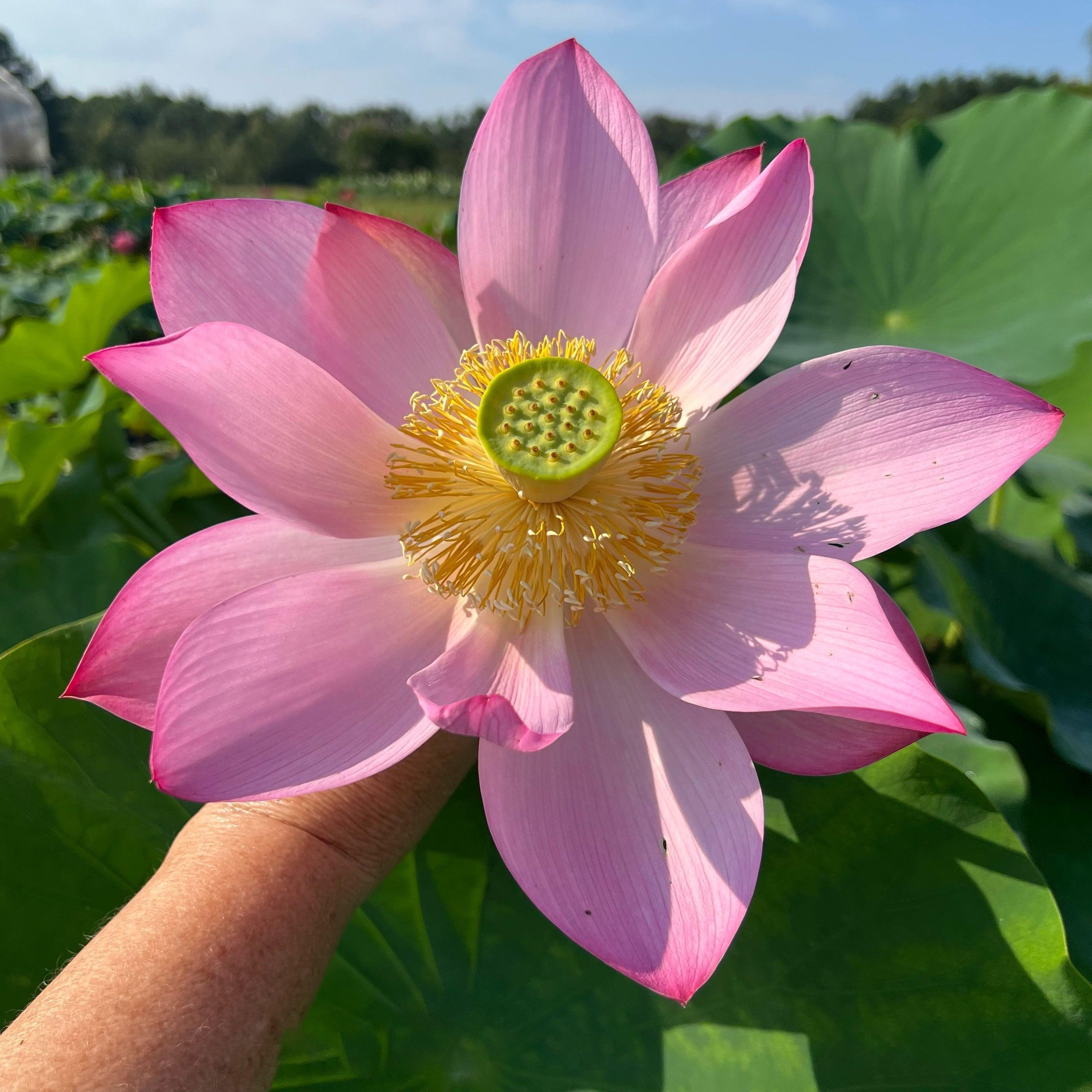 Jizhou Tall Red Lotus (Bare Root)