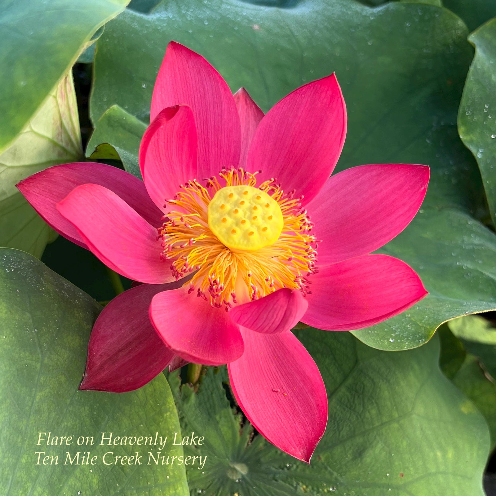 Great Deals on Live Lotus Plants