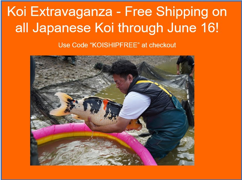 Play It Koi – Premium Pond Supplies | Expert Koi Care