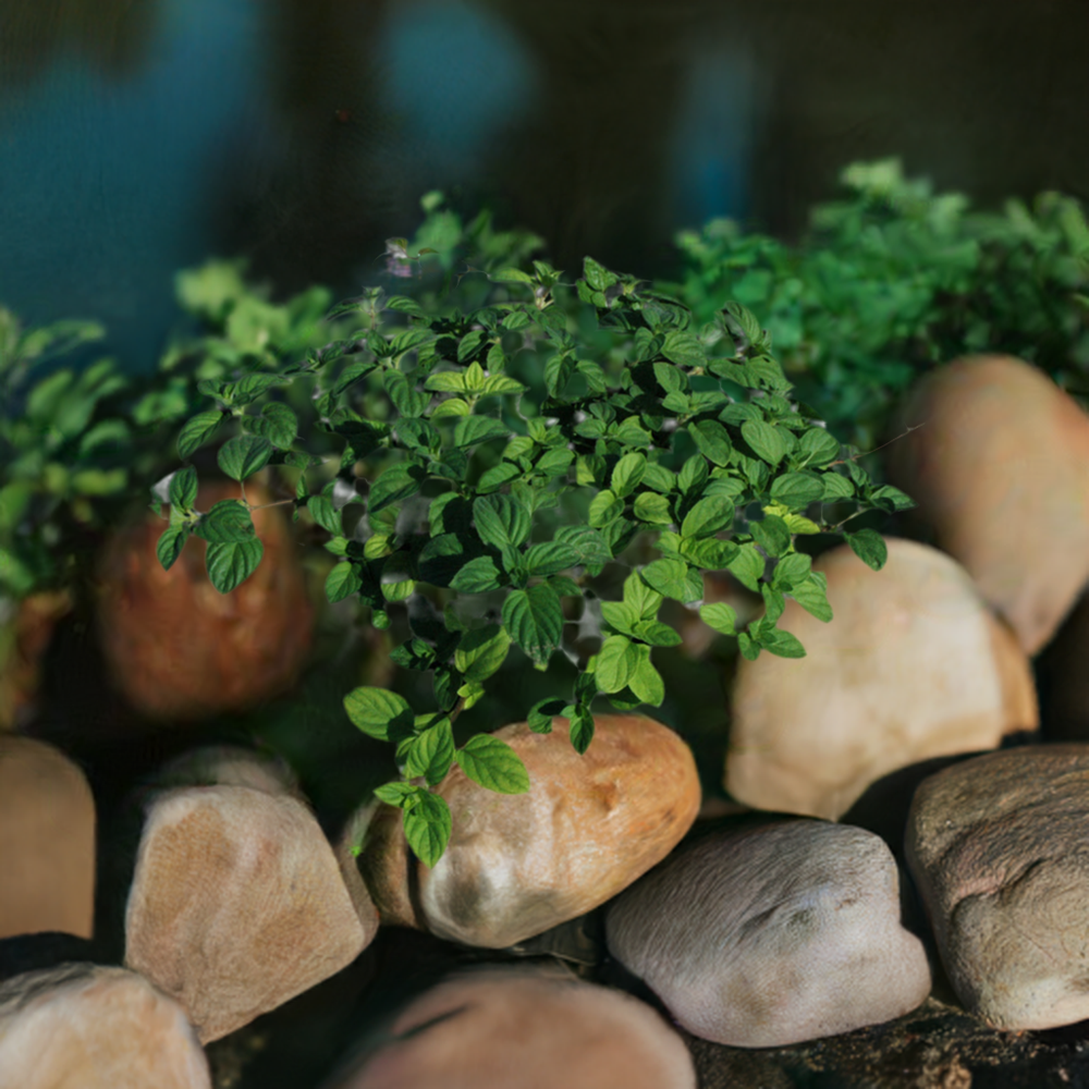 Mentha Aquatica - Water Mint (Bare Root)