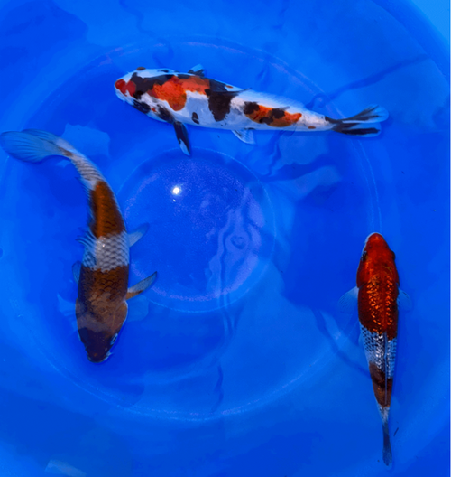 Premium Japanese Koi Fish Packages