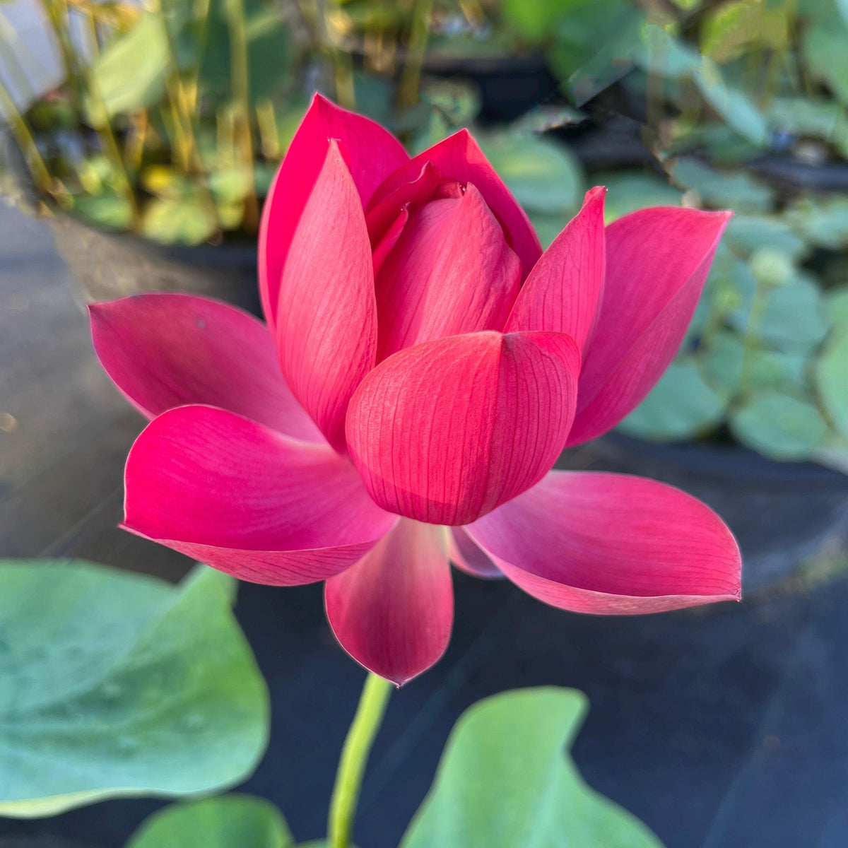 Ancient Capitol Red Palace - Deep Dark Red Lotus (Bare Root)