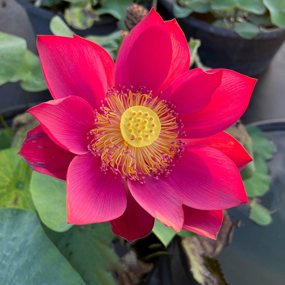 Ancient Capitol Red Palace - Deep Dark Red Lotus (Bare Root)
