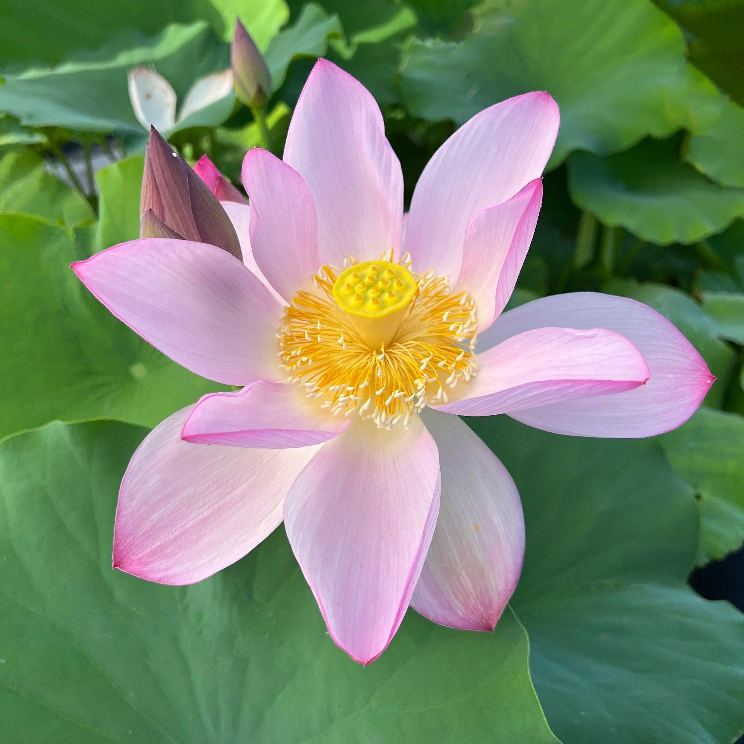 Ancient Chinese Lotus Lotus (Bare Root)