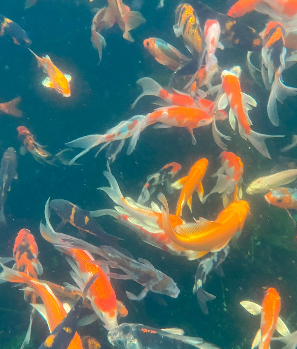 Premium Japanese Butterfly Koi Fish Packages