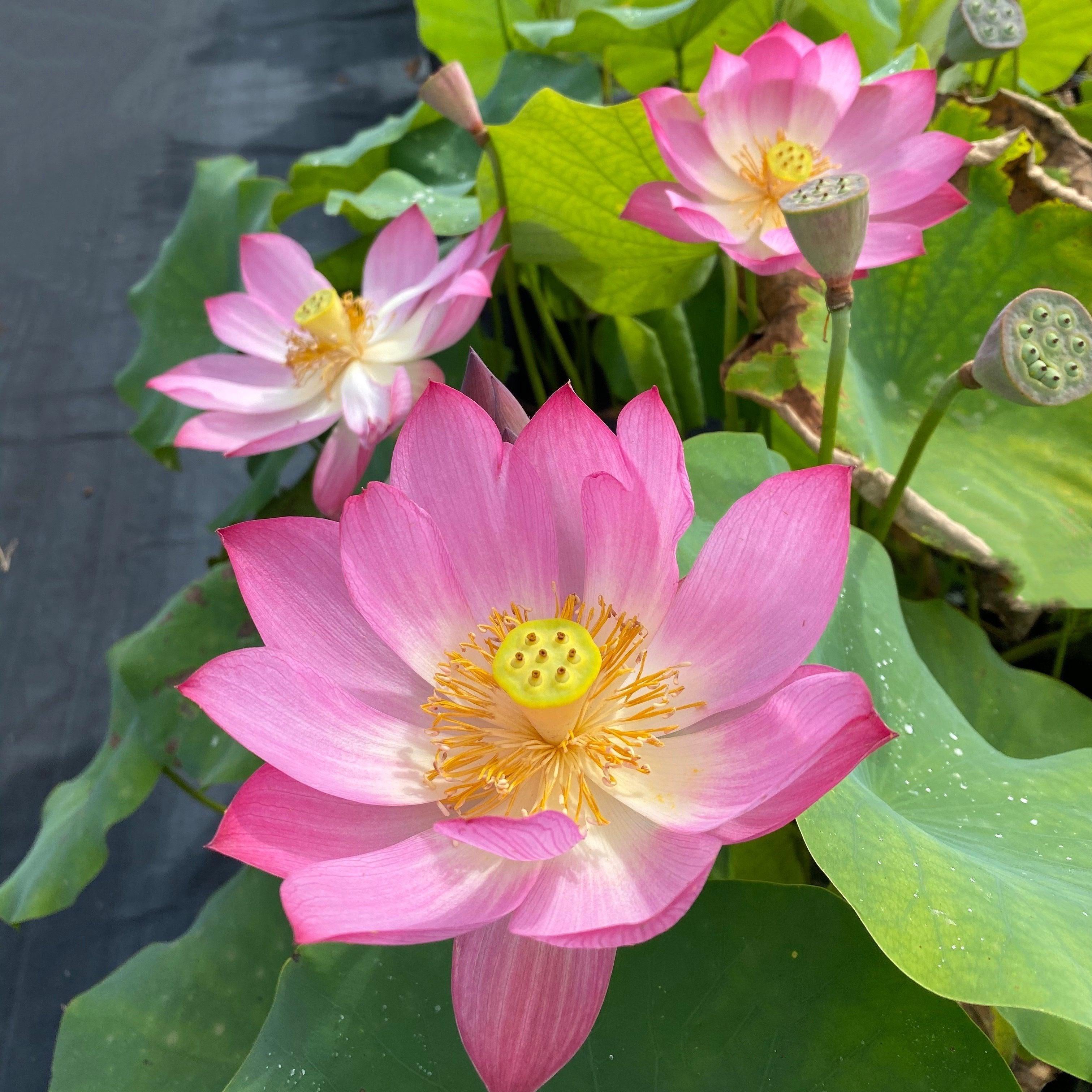 Child Rhyme Miniature Lotus Lotus (Bare Root)