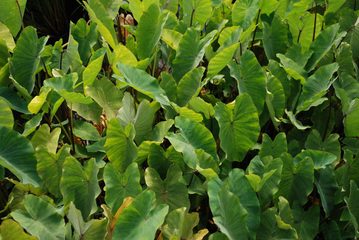 Taro Plants
