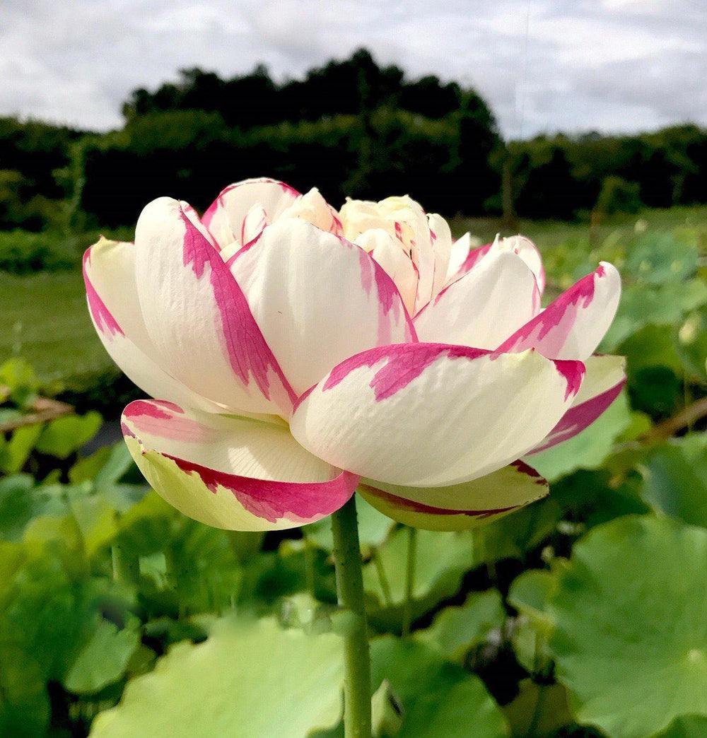 Lotus
