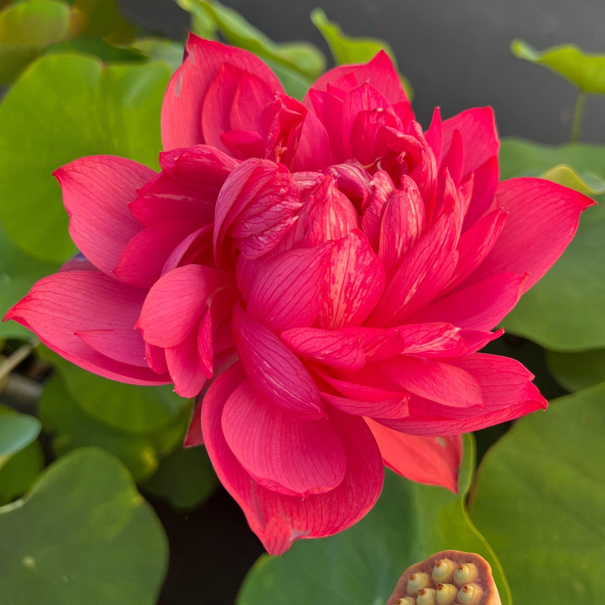 Drop Blood Lotus (Bare Root)