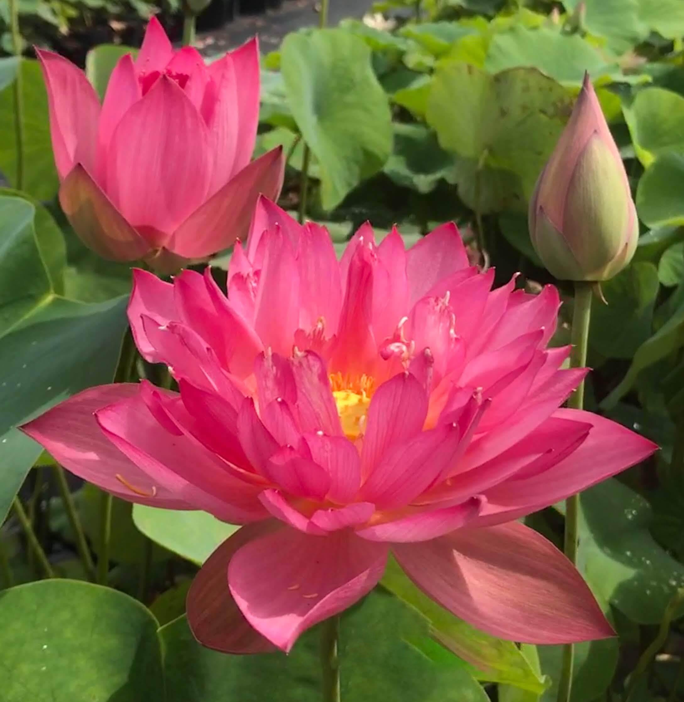 Flame 14 Lotus (Bare Root)