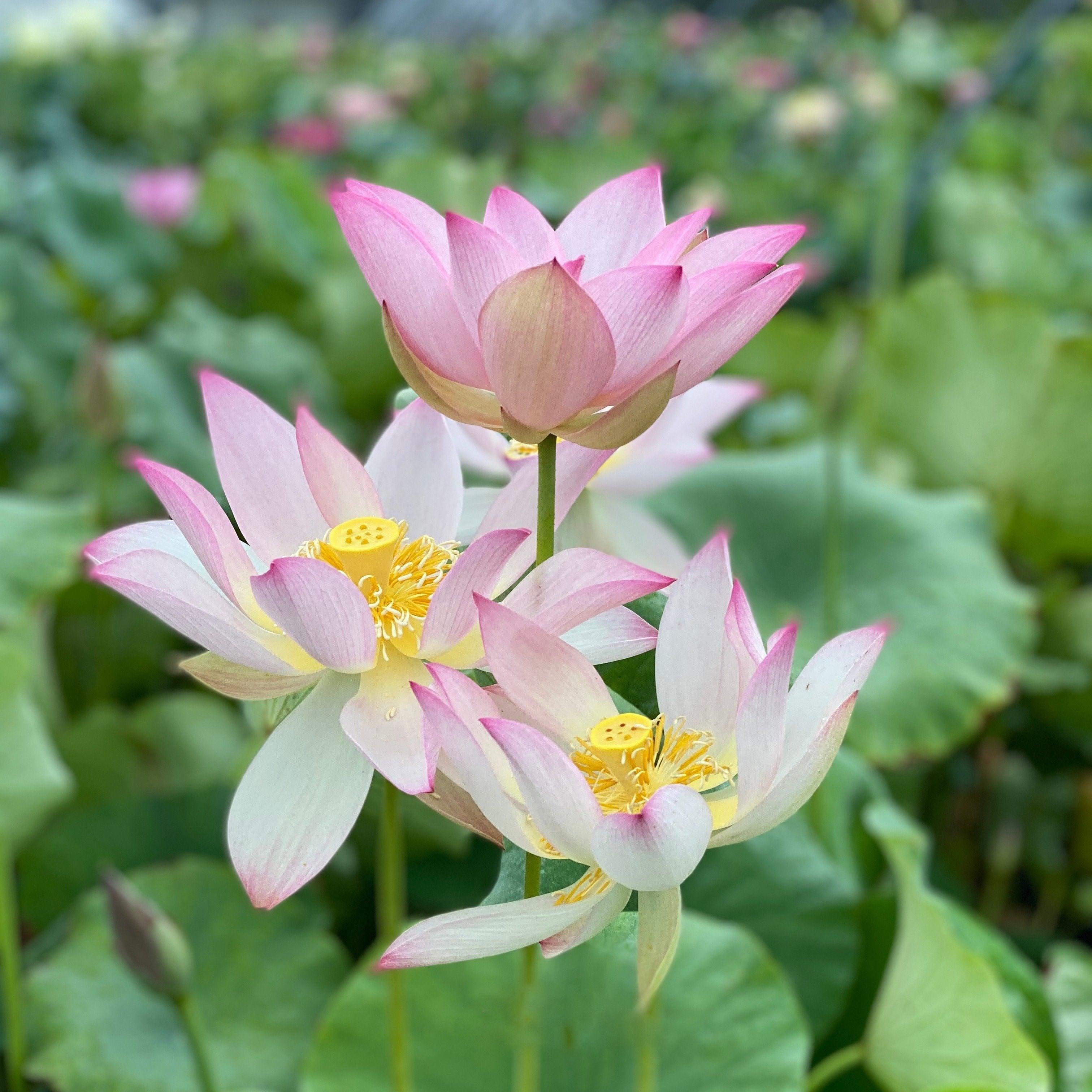 Fly to the Sky Lotus (Bare Root)