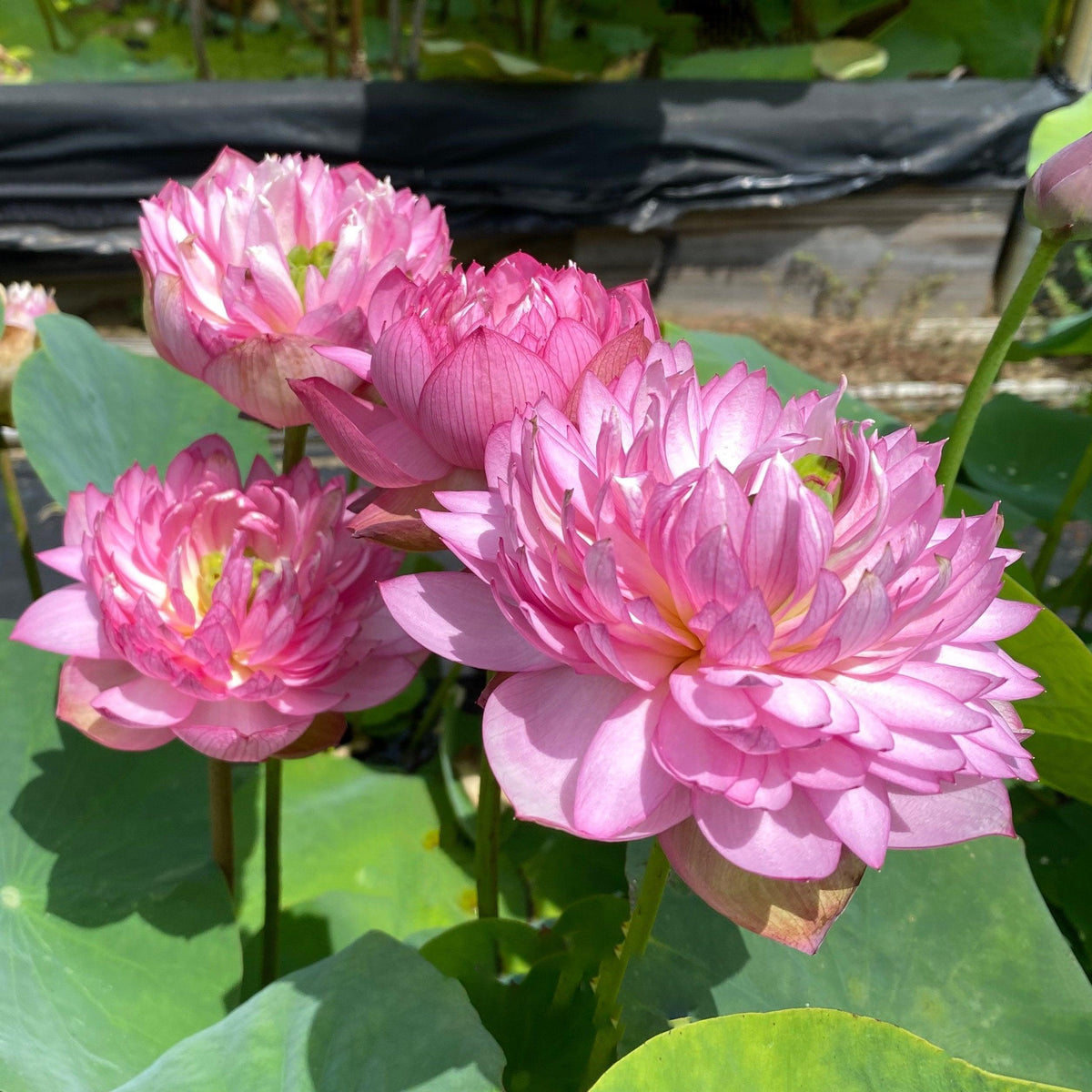Glowing Queen Lotus (Bare Root)