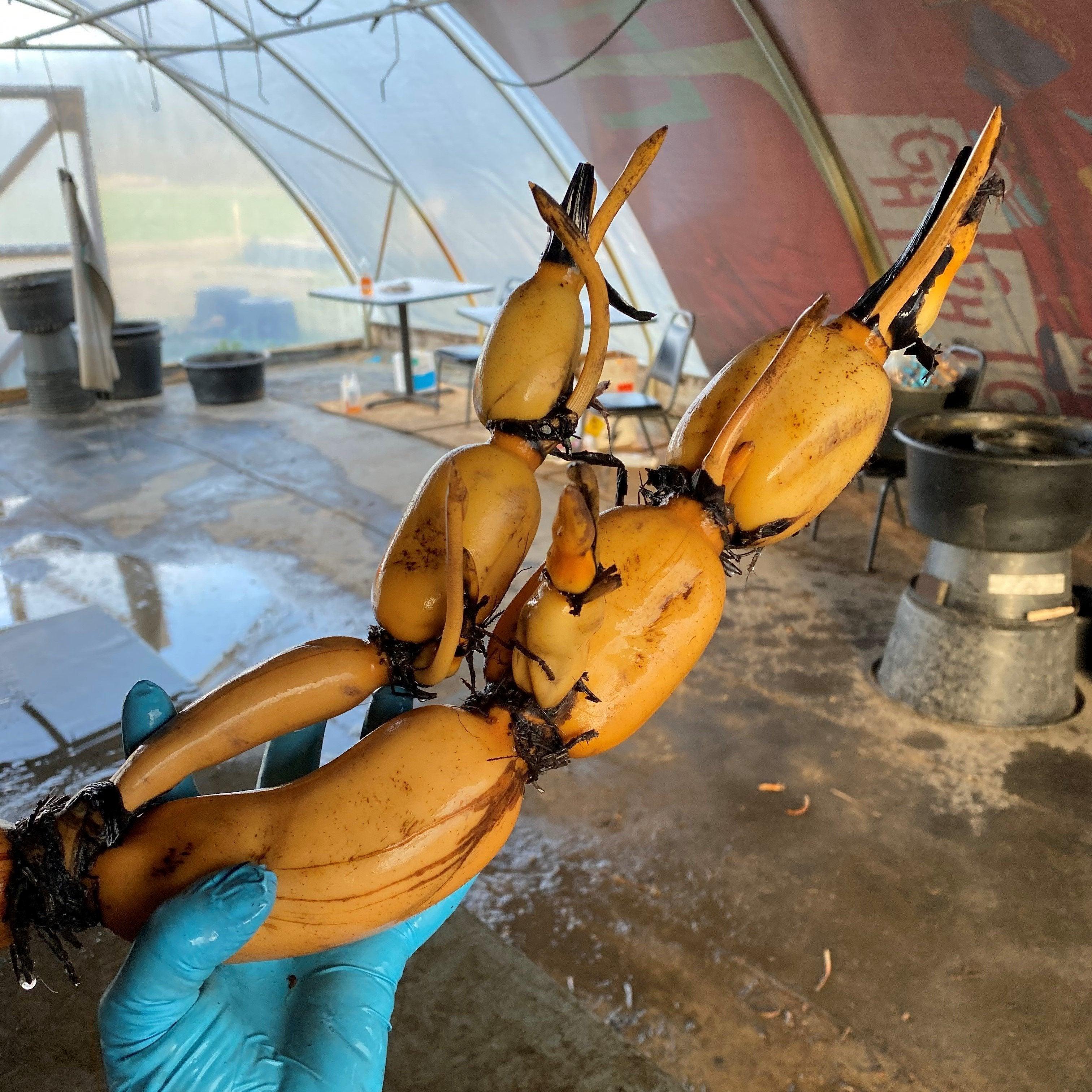 Hubei 3 Lotus (Bare Root)