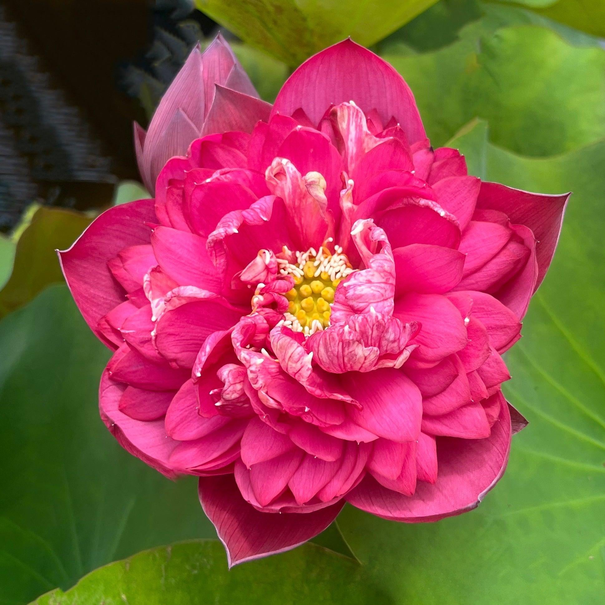 Hundred Petals Red Lotus (Bare Root)