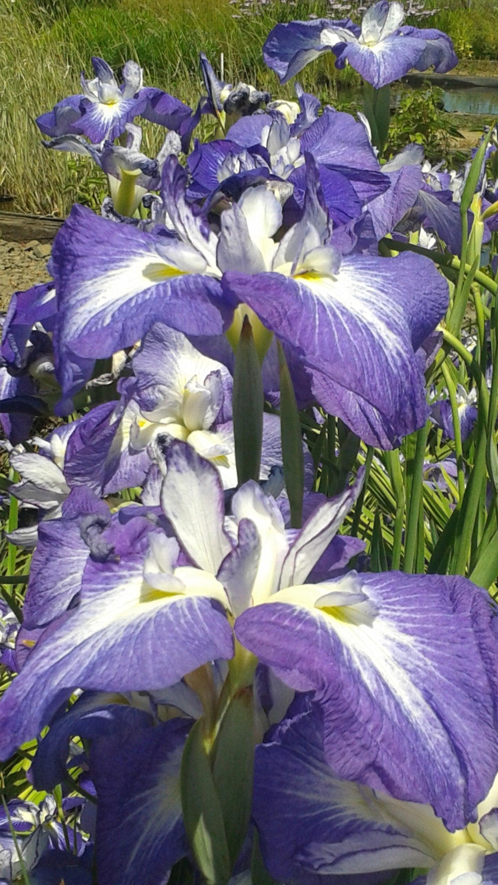 Water Iris Plants for Ponds | Play It Koi