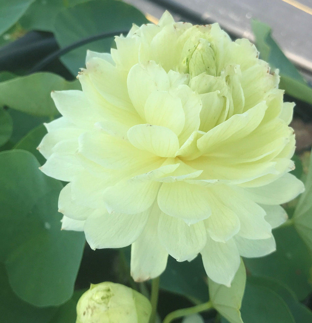 Lemon & Lime Lotus (Bare Root)