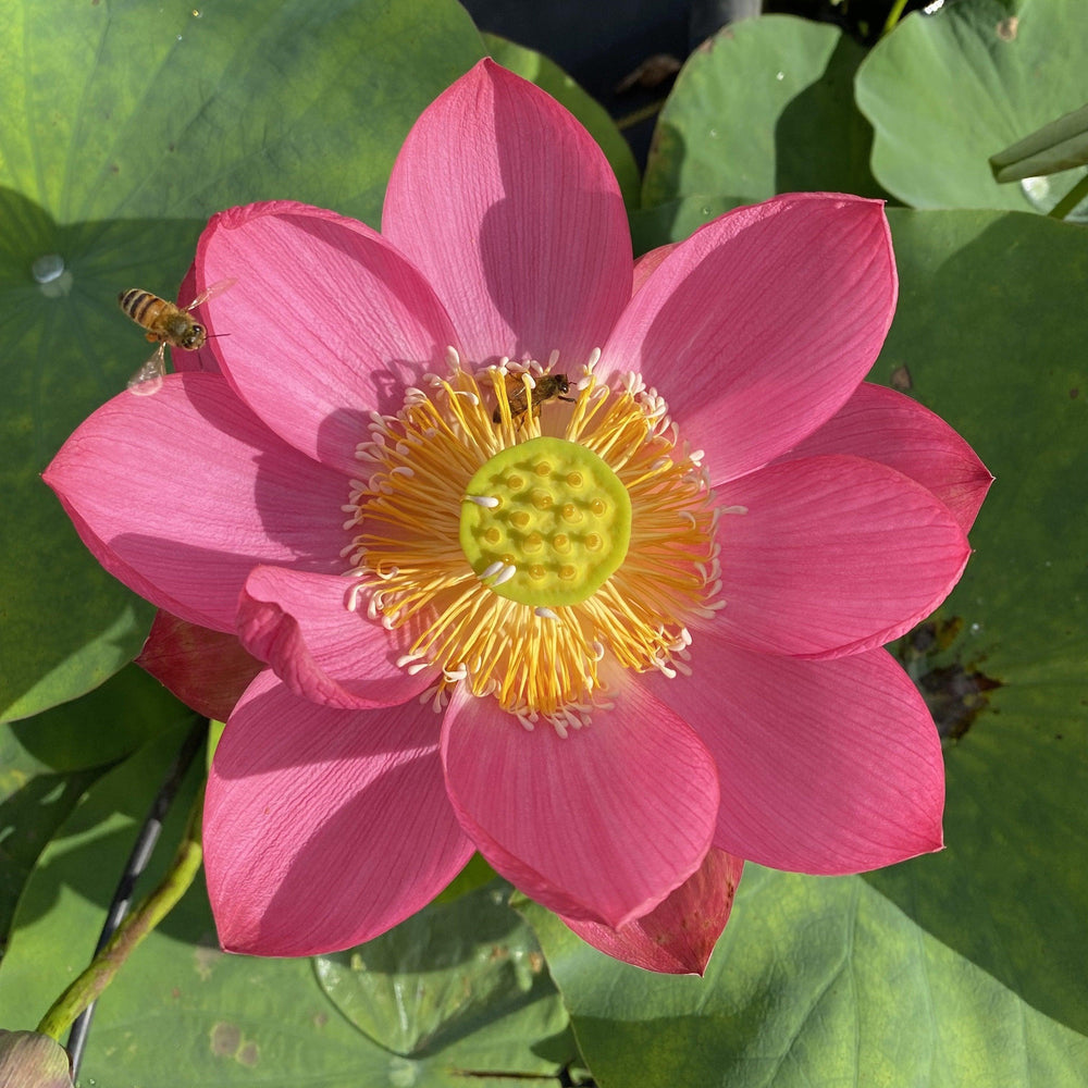 Little Longevity Star Lotus (Bare Root)