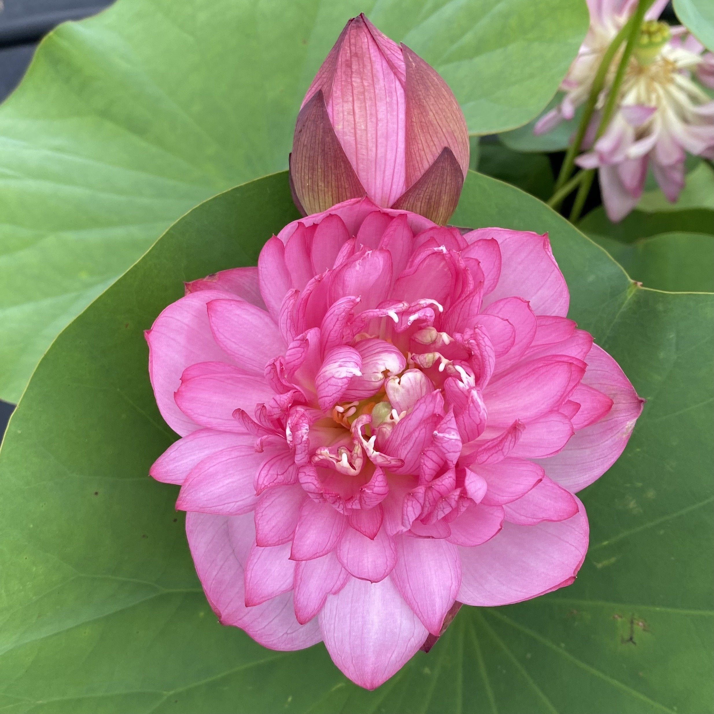 Little Scarlet Peach Lotus (Bare Root)