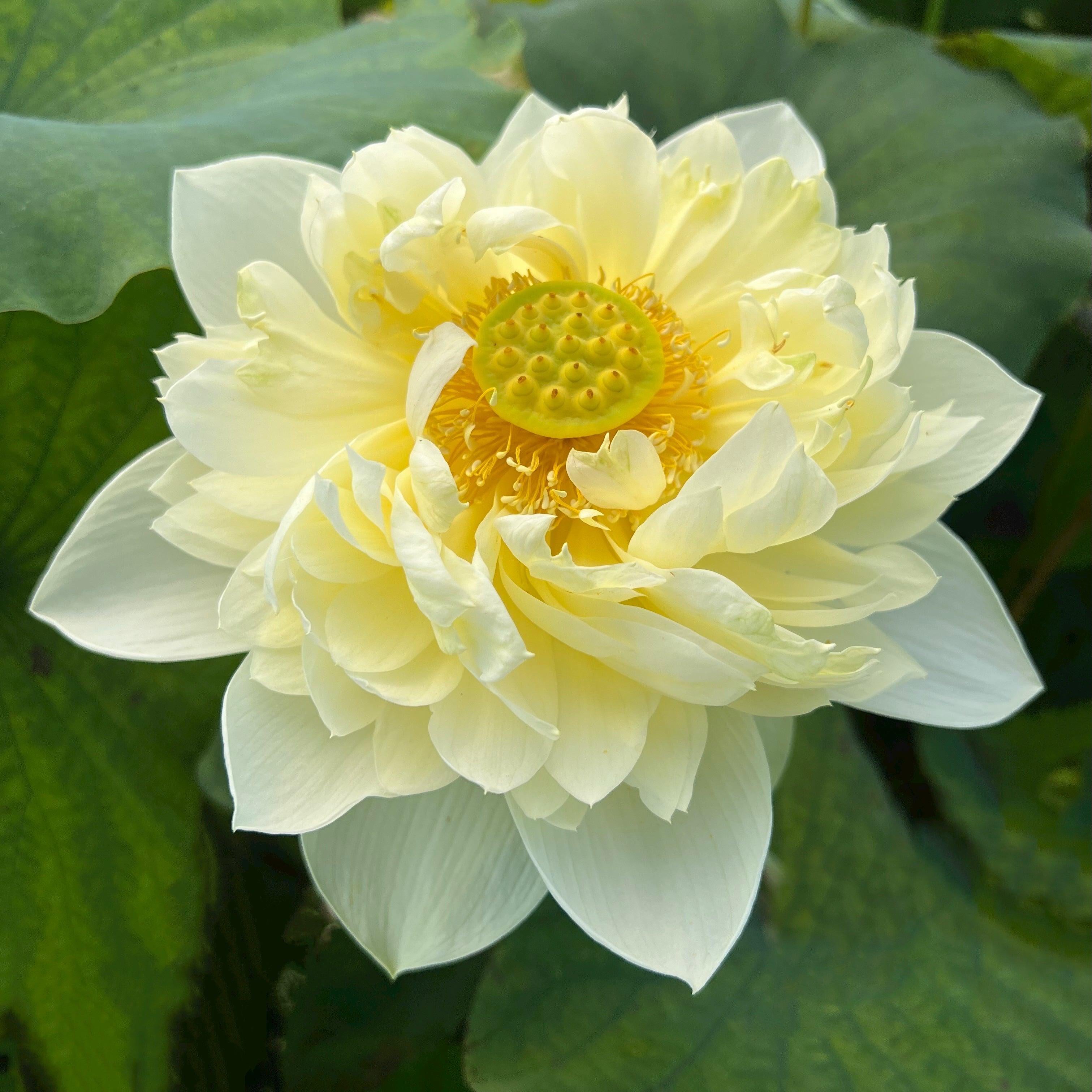 Moonlight On the River Lotus (Bare Root)