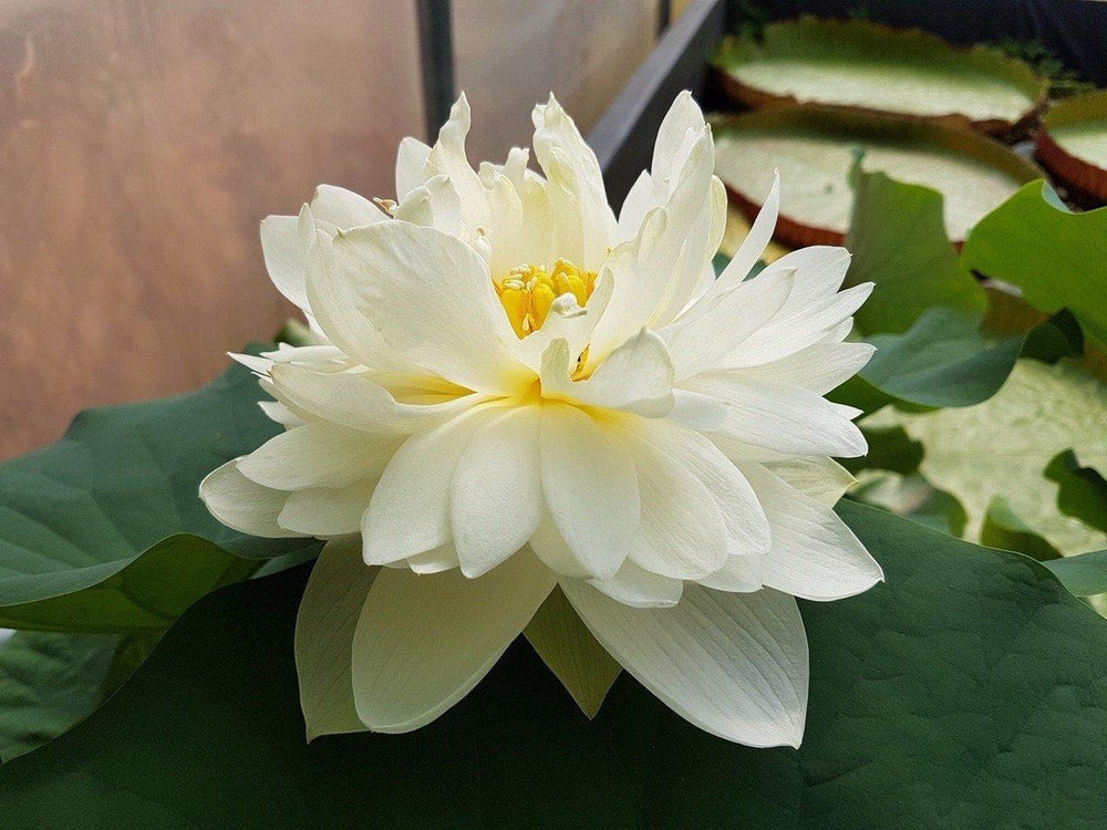 Nelumbo Nucifera 'High Cotton' Lotus (Bare Root)