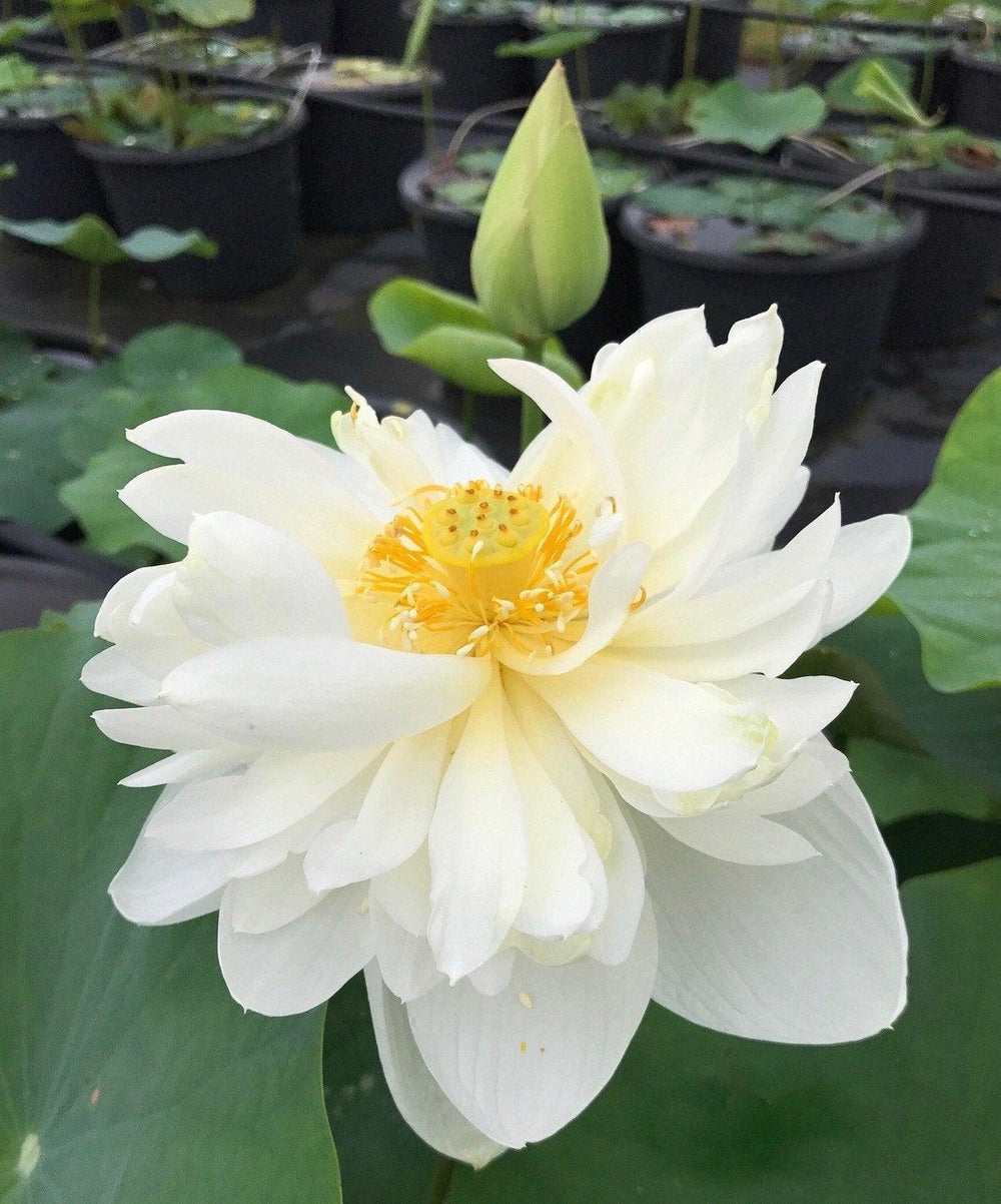 Nelumbo Nucifera 'High Cotton' Lotus (Bare Root)