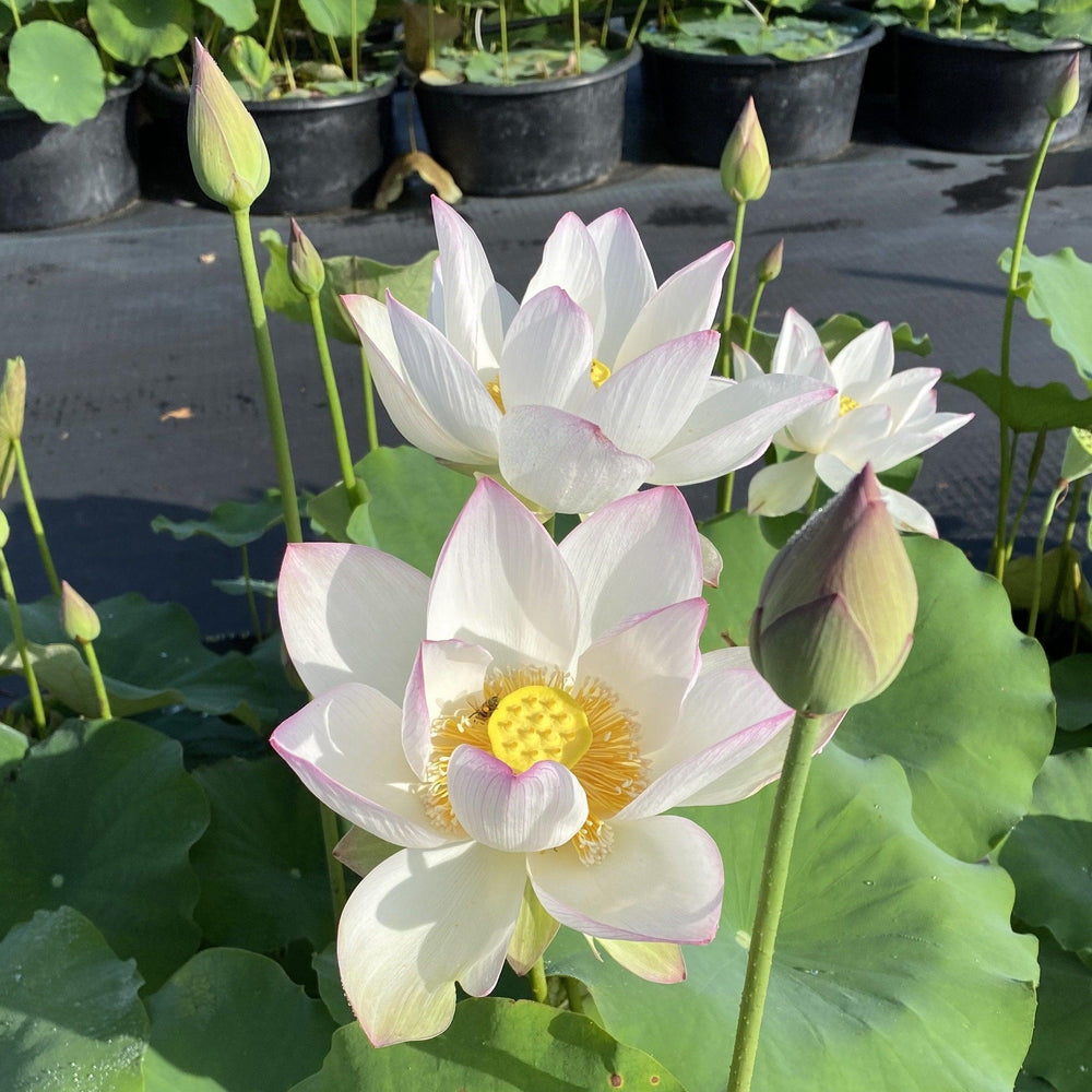 Pink Lips Lotus (Bare Root)