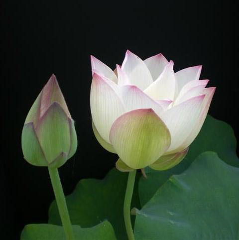 Pink Lips Lotus (Bare Root)