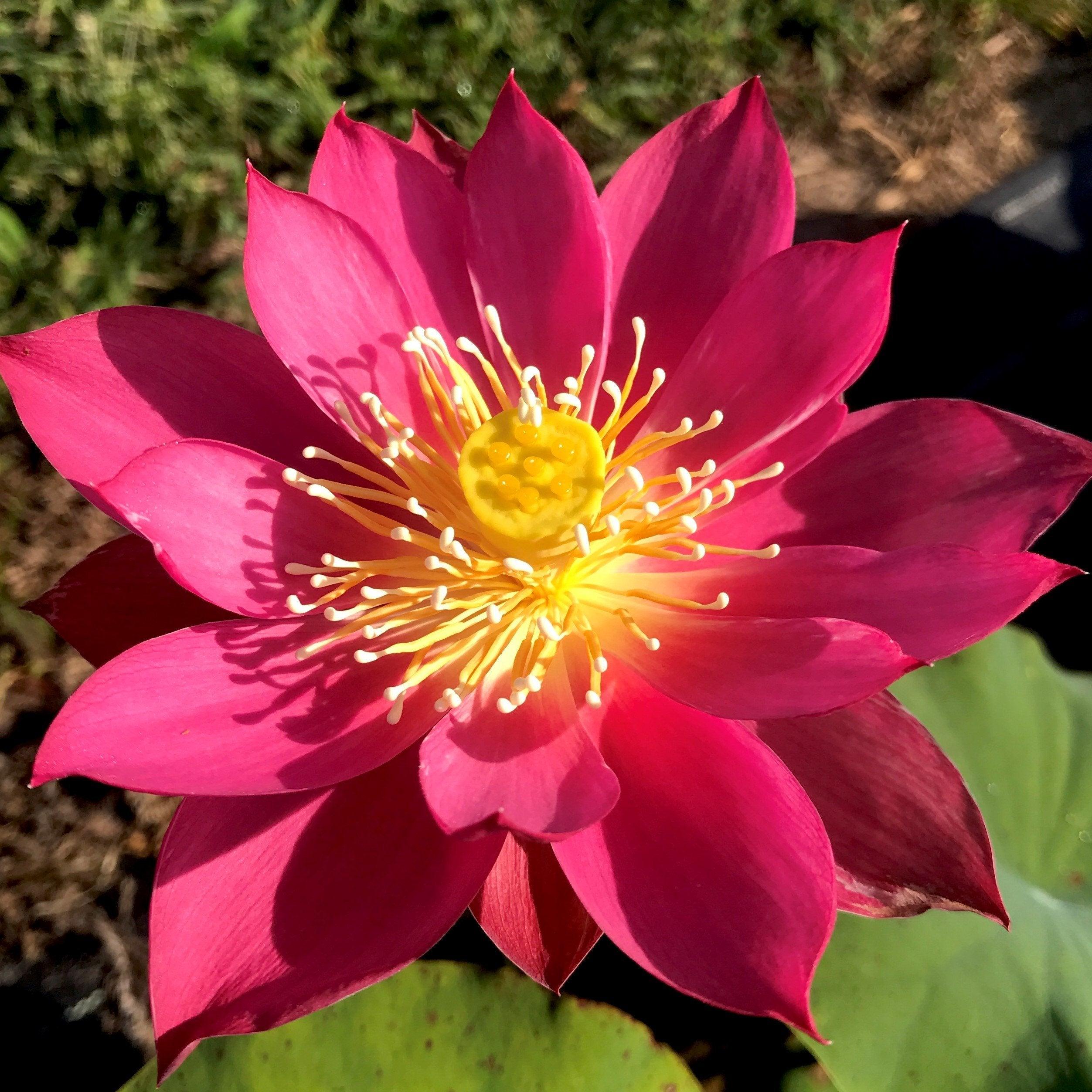 Red Light 15 Lotus (Bare Root)