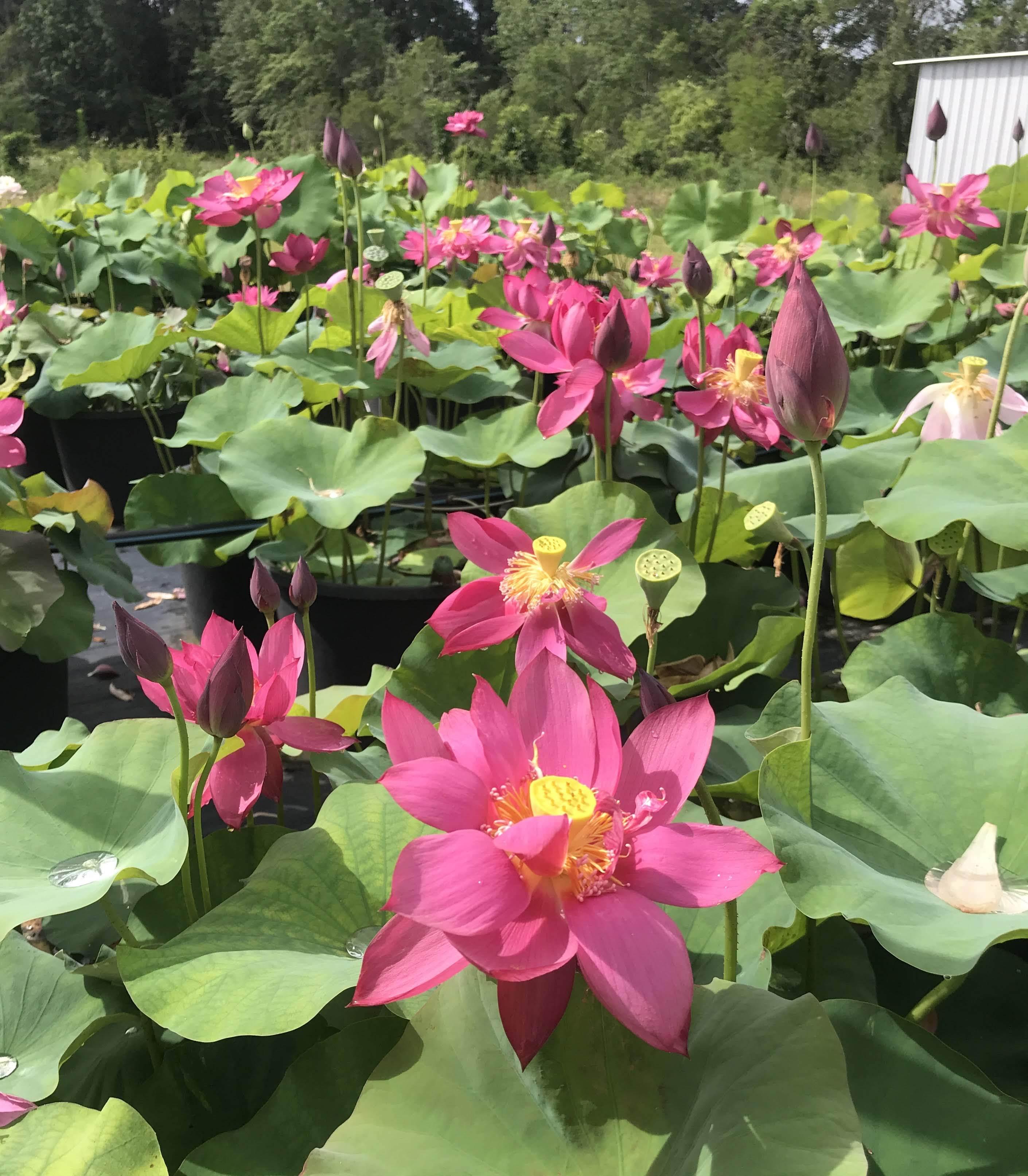Red Sun 14B Lotus (Bare Root)