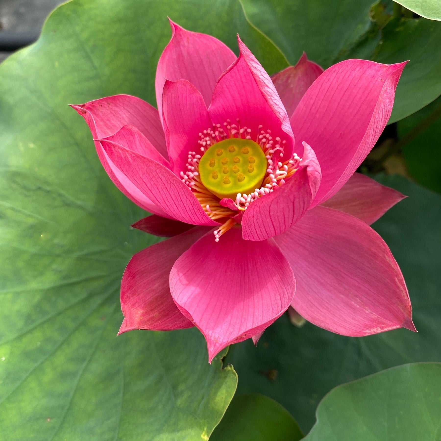 Red Sun 14B Lotus (Bare Root)