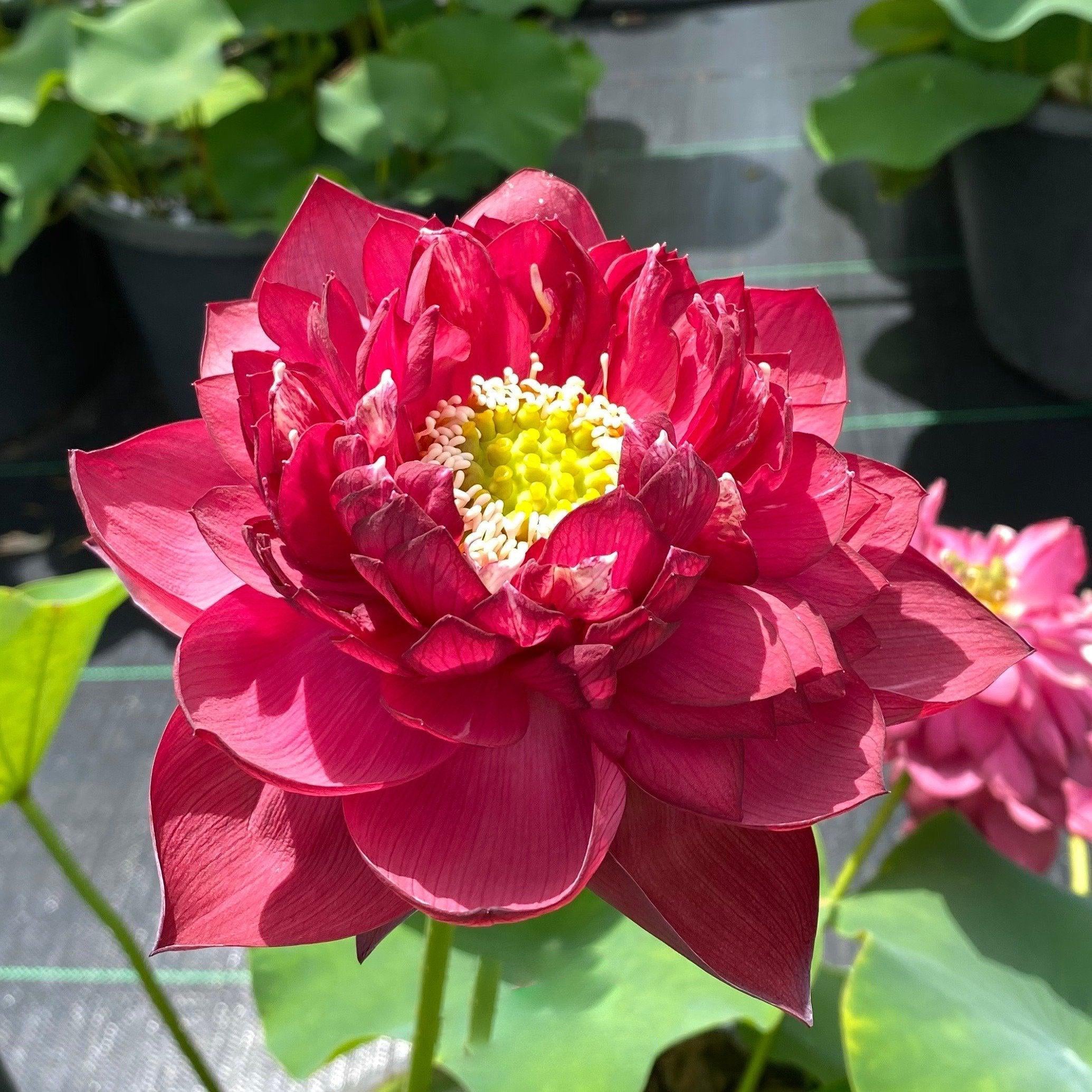 Red Symphony Lotus (Bare Root)