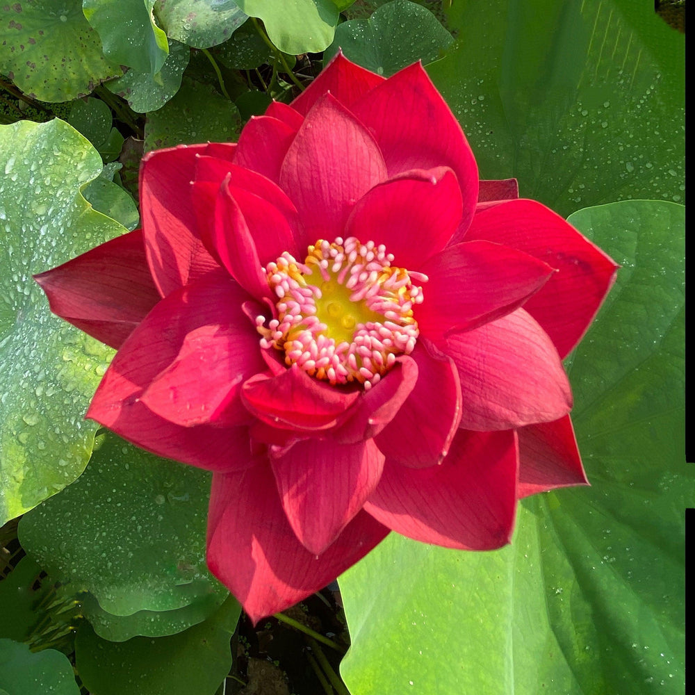 Scarlet Lady Lotus (Bare Root)