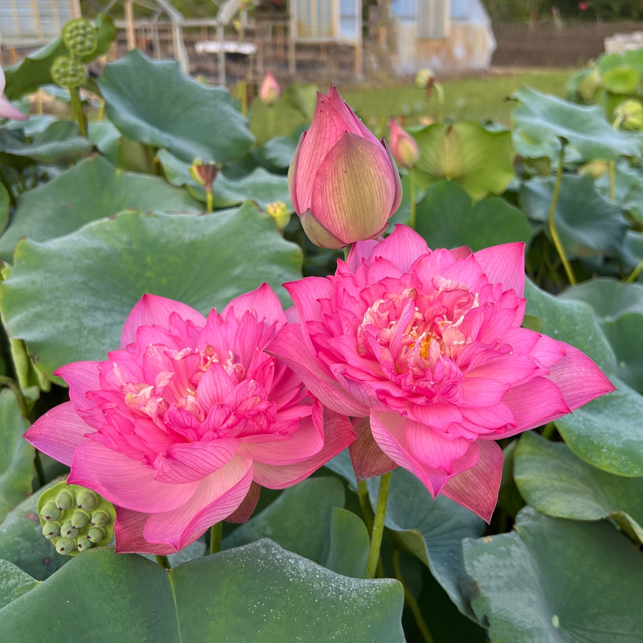 Shaoshan Lotus- City Series (Bare Root)