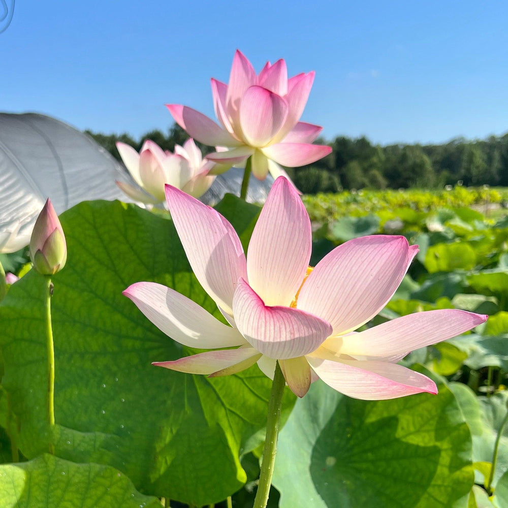 Shin Kago Hash Lotus (Bare Root)