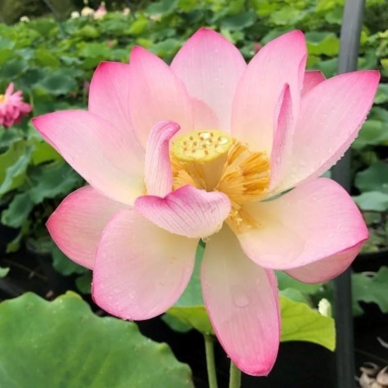 Shin Kago Hash Lotus (Bare Root)