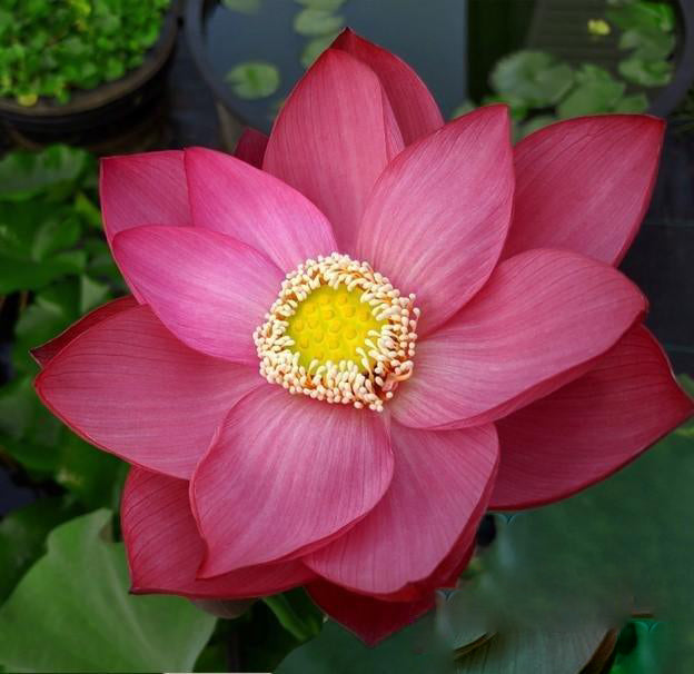 Shoot Fire Lotus (Bare Root)