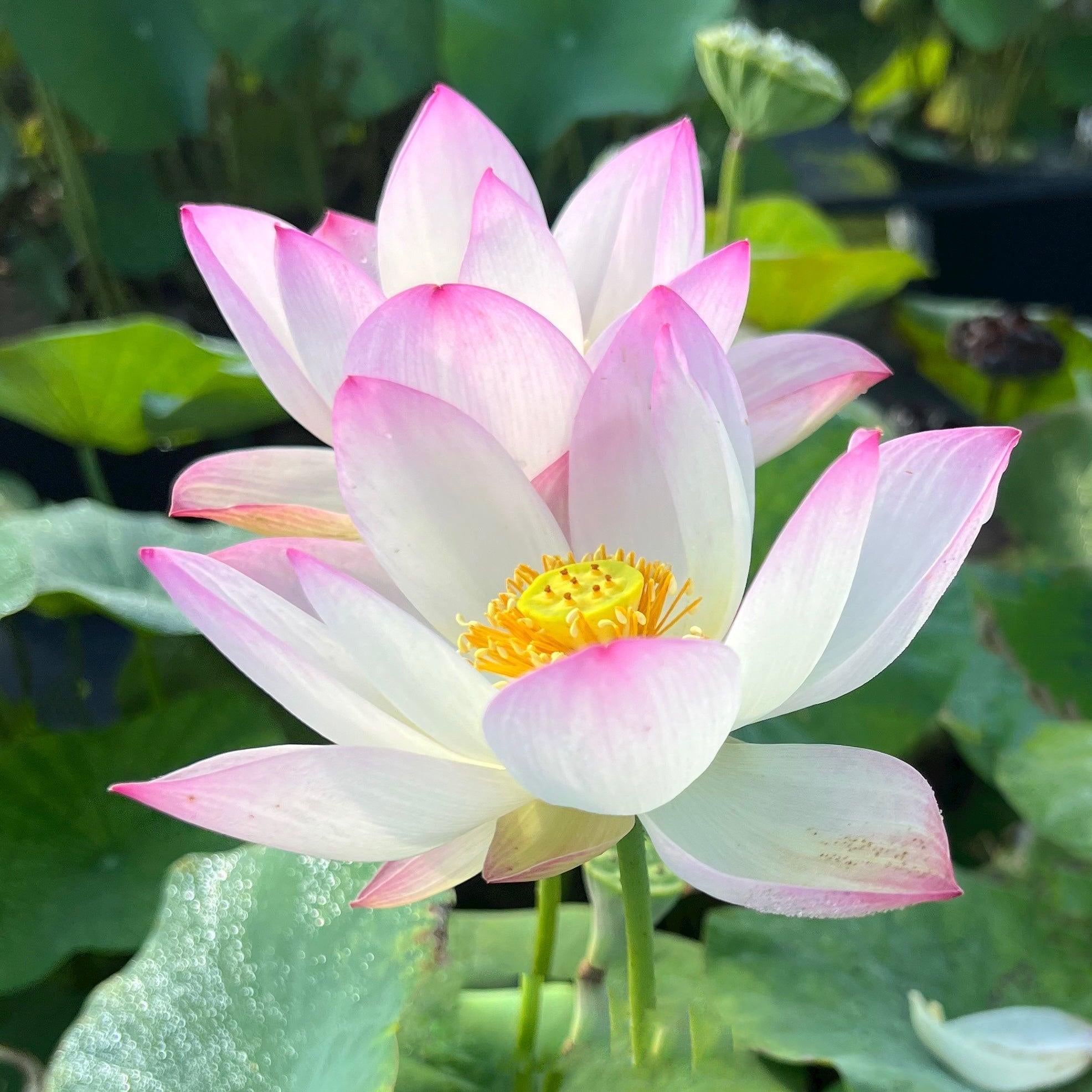 Sing Birdie Sing Lotus (Bare Root)