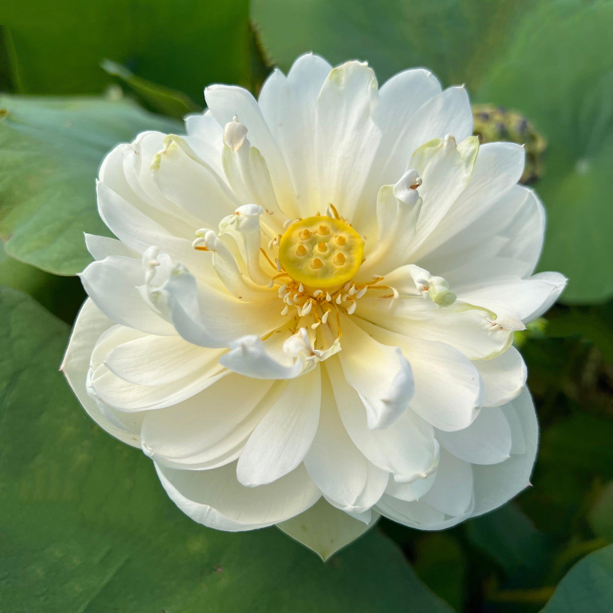 Snow White Lotus (Bare Root)