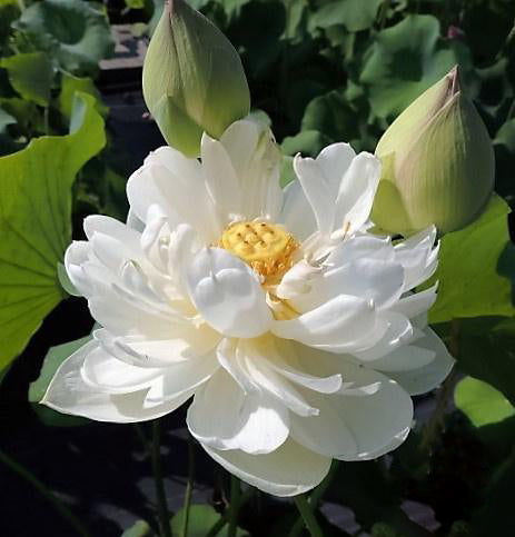 Snow White Lotus (Bare Root)