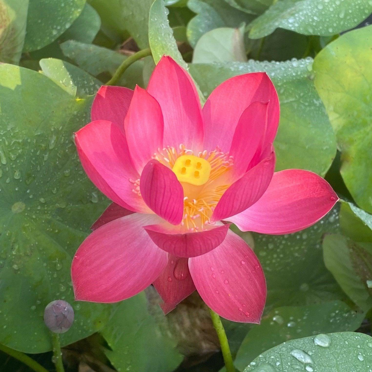 Tiny Girl - Micro Lotus (Bare Root)