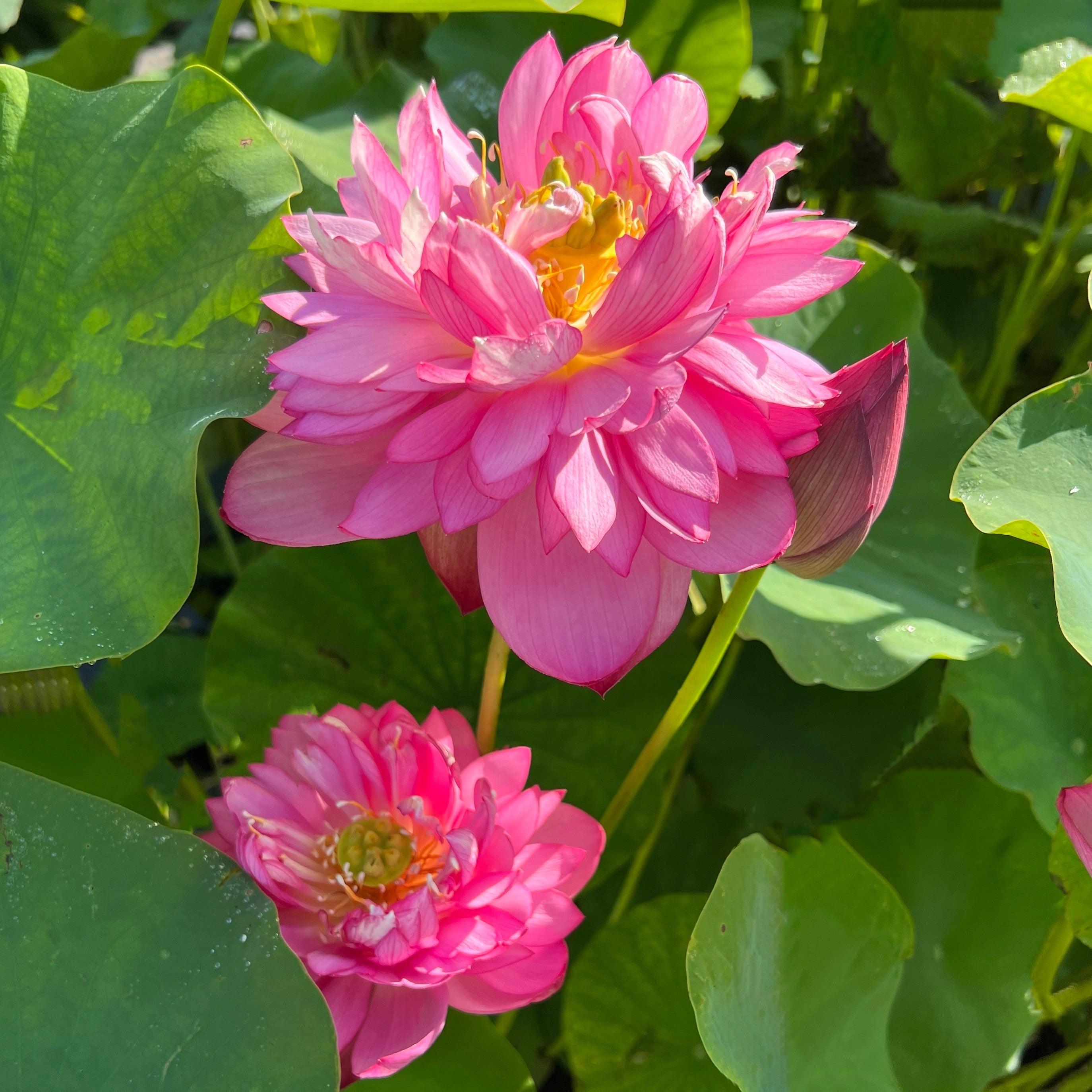 Titanic - Flower Power Lotus (Bare Root)