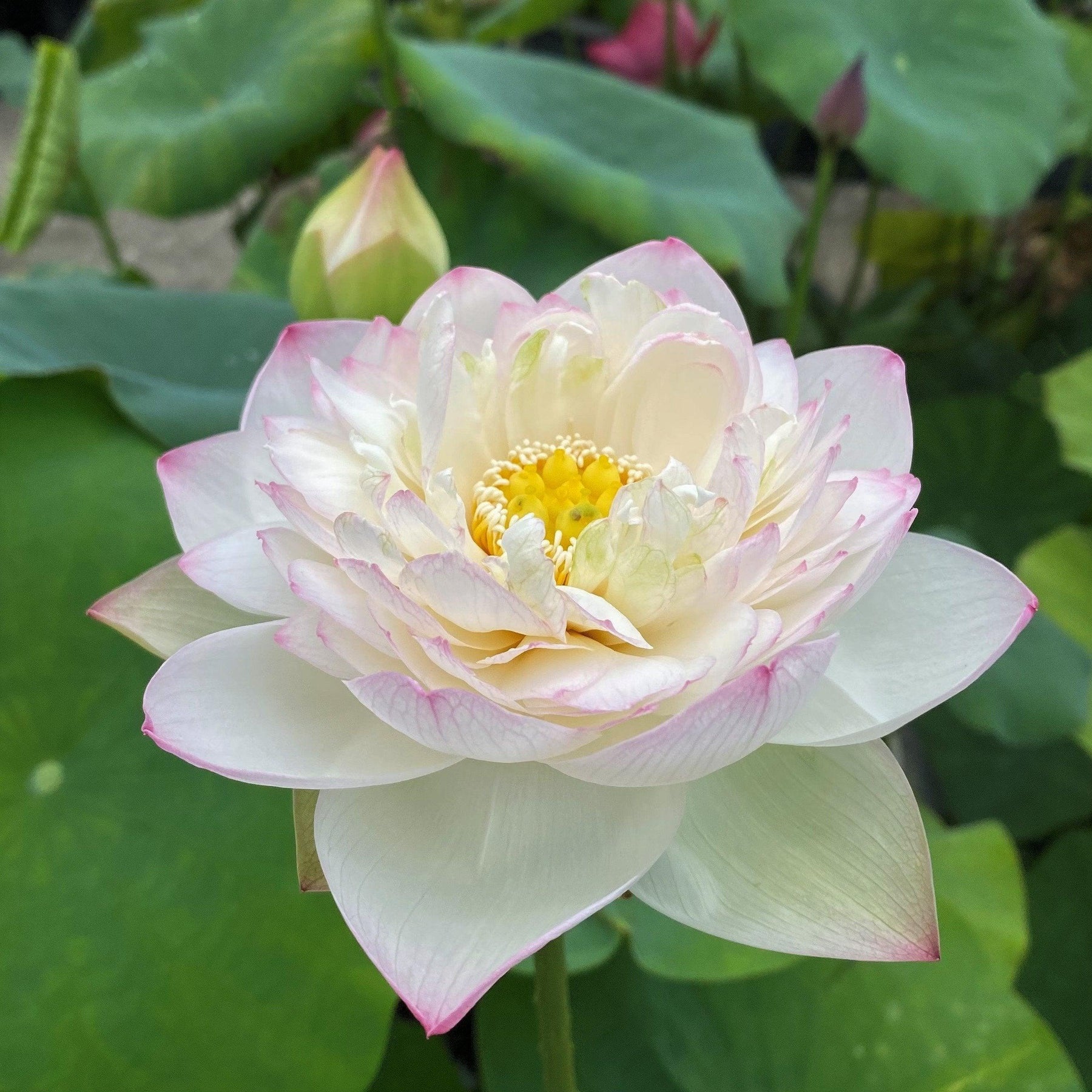 Winter Chrysanthemum - A Kiss of Pink Lotus (Bare Root)