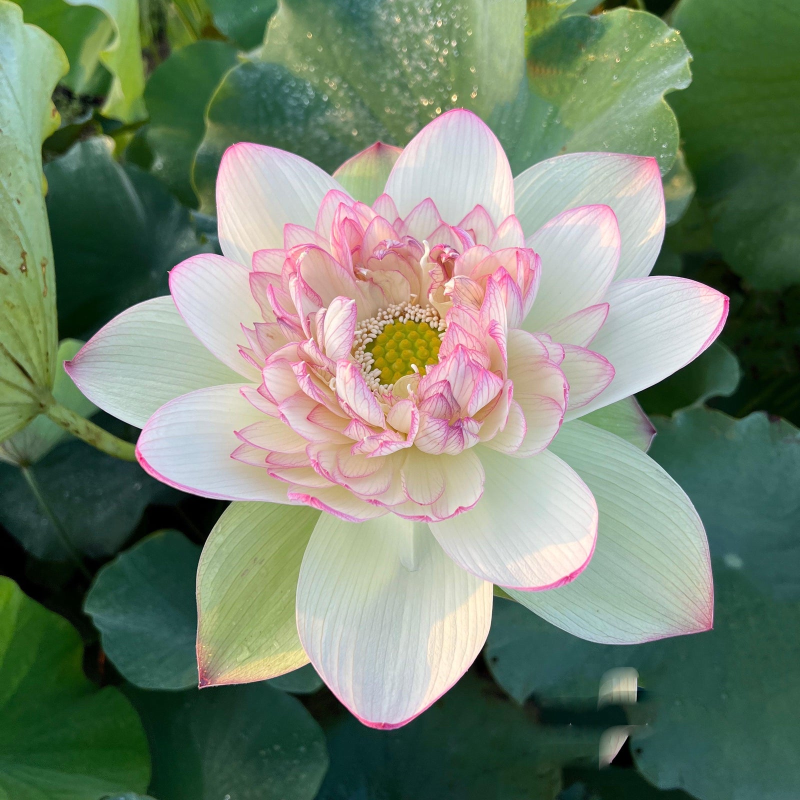 Lotus Plants for Ponds – Dwarf & Standard | Play It Koi