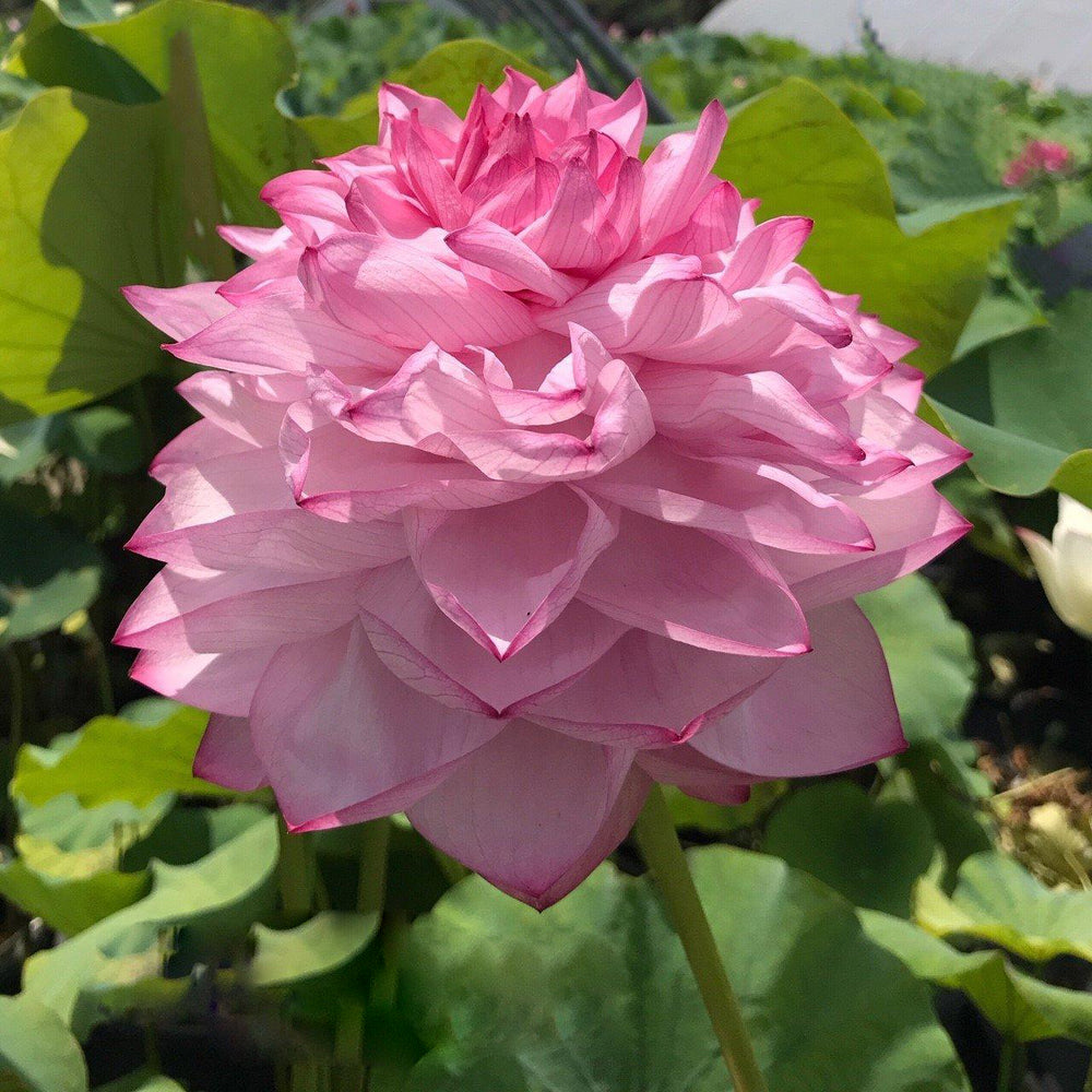 Great Deals on Live Lotus Plants