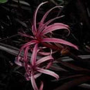 Crinum 'Menehune' - Red Leaf Bog Lily (Bare Root)